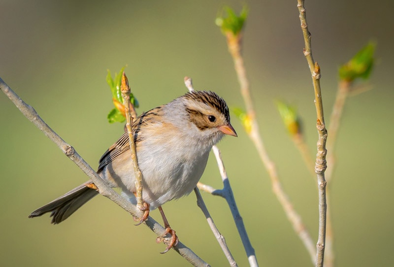 19 Common Types of Sparrows in Michigan (With Pictures) - Optics Mag