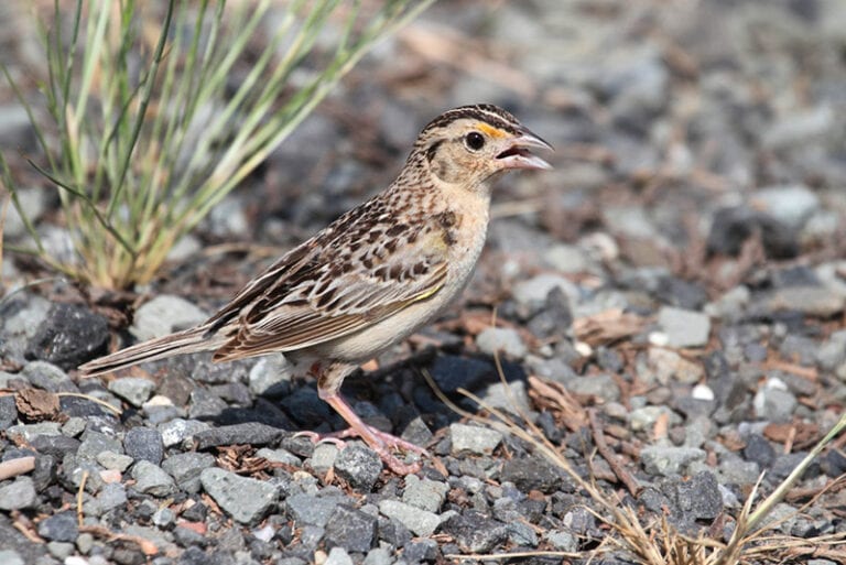 19 Common Types of Sparrows in Michigan (With Pictures) - Optics Mag