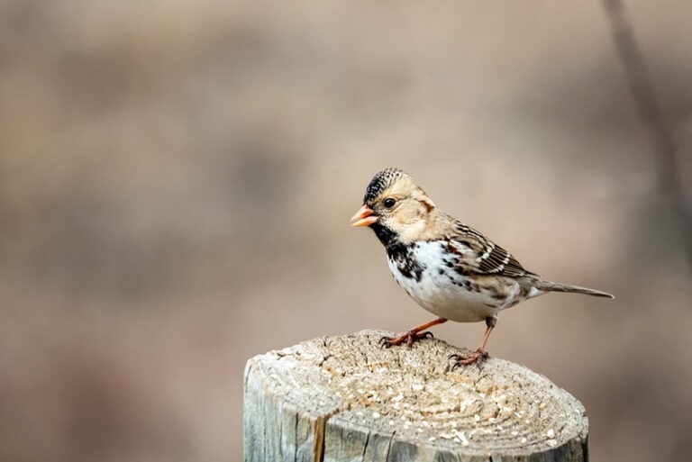 19 Common Types of Sparrows in Michigan (With Pictures) - Optics Mag