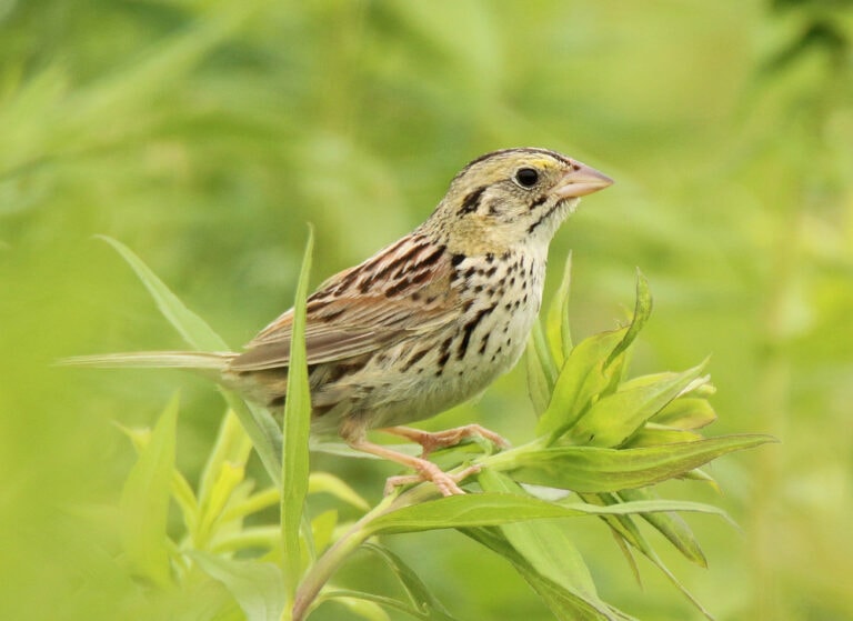 19 Common Types of Sparrows in Michigan (With Pictures) - Optics Mag