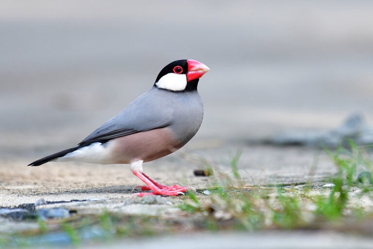 2 Common Types of Sparrows in Hawaii (With Pictures) - Optics Mag