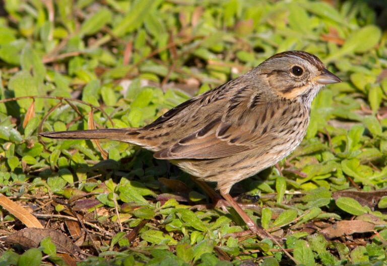 19 Common Types of Sparrows in Michigan (With Pictures) - Optics Mag