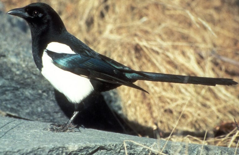 Do Magpies Like Stealing Shiny Things? The Surprising Answer - Optics Mag
