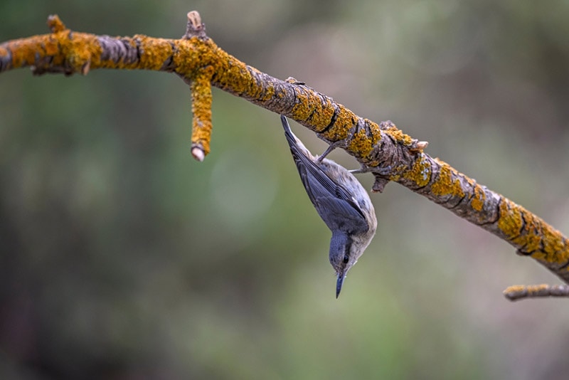 Where Do Nuthatches Nest? Nuthatch Nesting Habits Explained - Optics Mag
