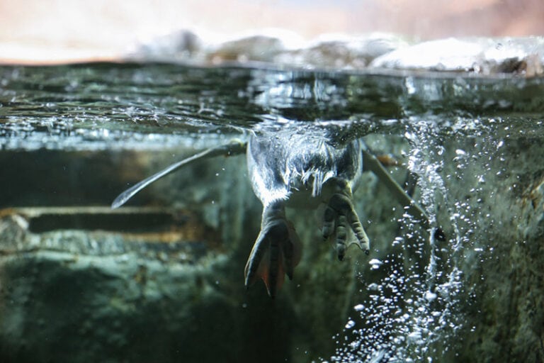 Why Do Some Birds Have Webbed Feet? The Surprising Answer! - Optics Mag