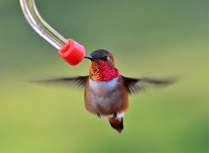 3 Types of Hummingbirds in Mississippi (With Pictures) - Optics Mag