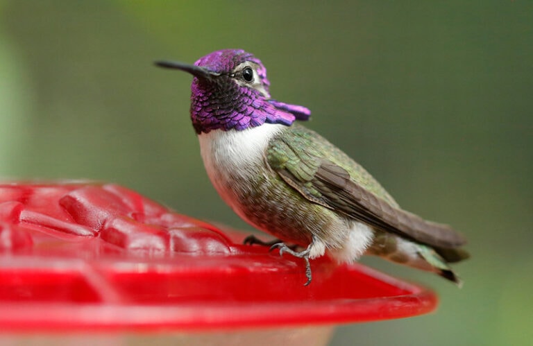 8 Types of Hummingbirds in Kansas (With Pictures) - Optics Mag